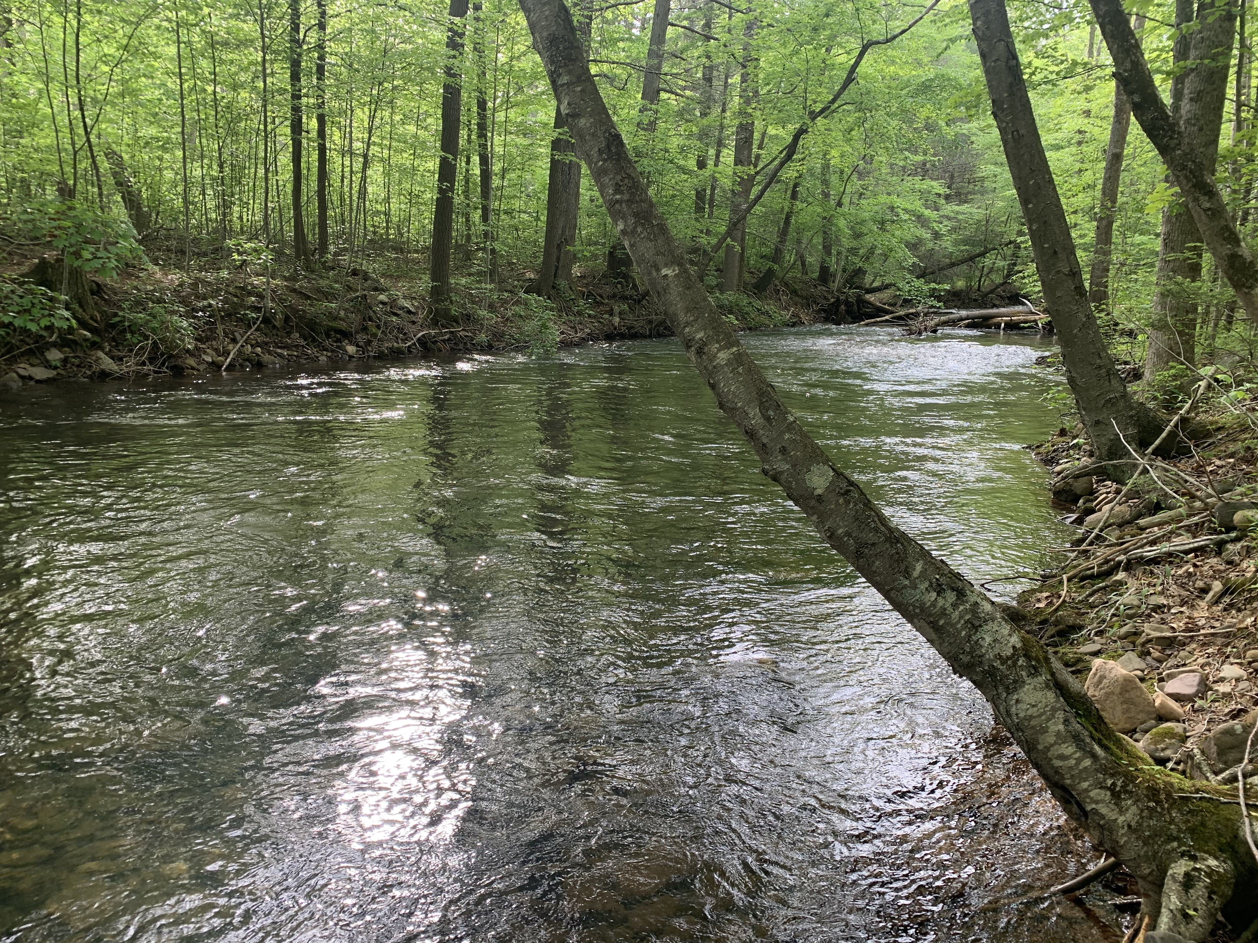 Small streams with a 9' 5WT - Josh Ritchie
